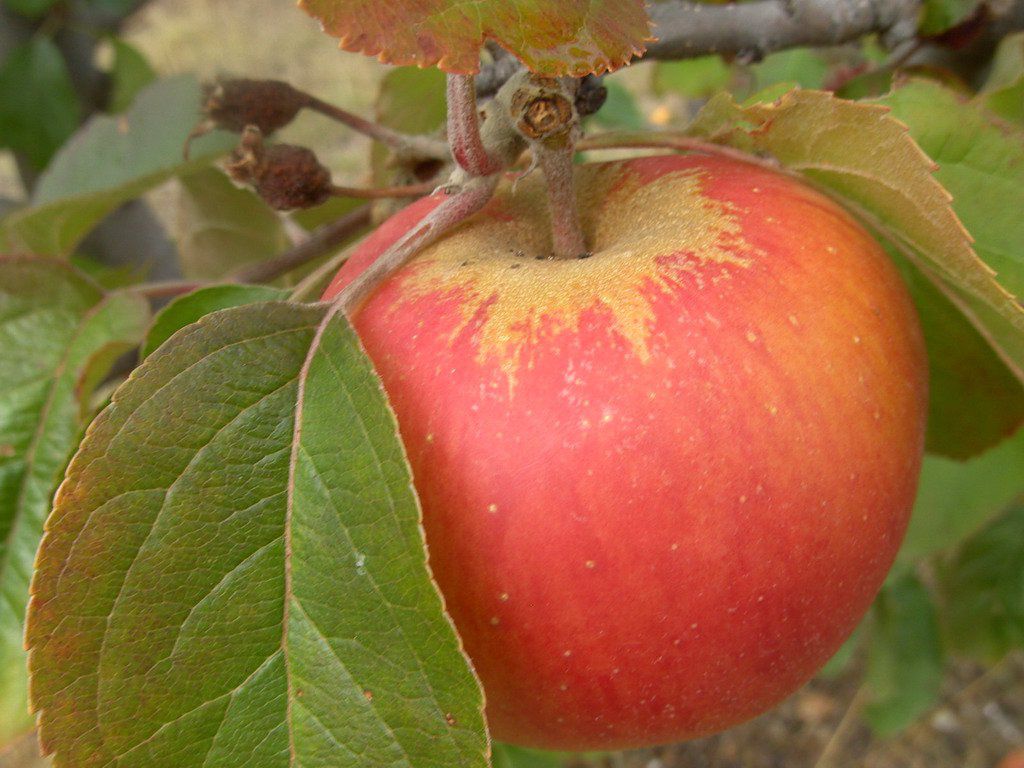 Pommier d'Automne "Super d'Aynat" - Natureetverger