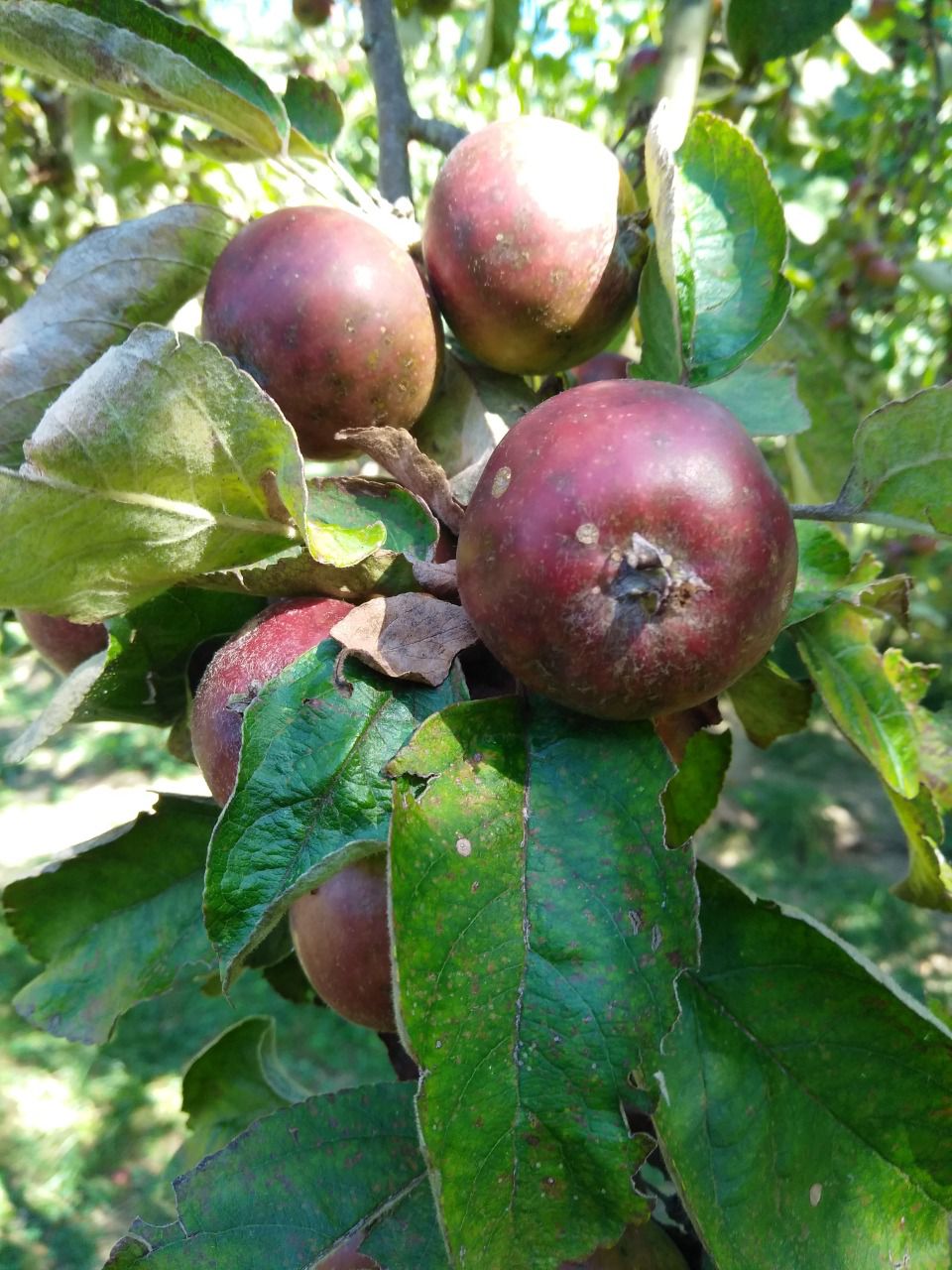 Pommier d'Automne Caramille - Natureetverger