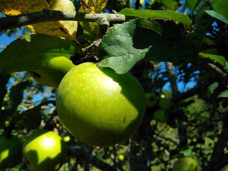 Pommier d'Automne Centrou - Natureetverger