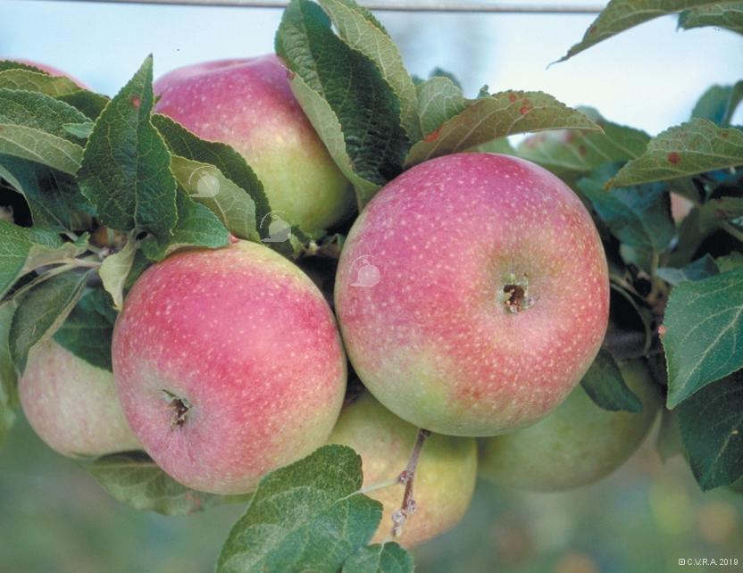 Pommier d'Automne Court Pendu Rouge - Natureetverger