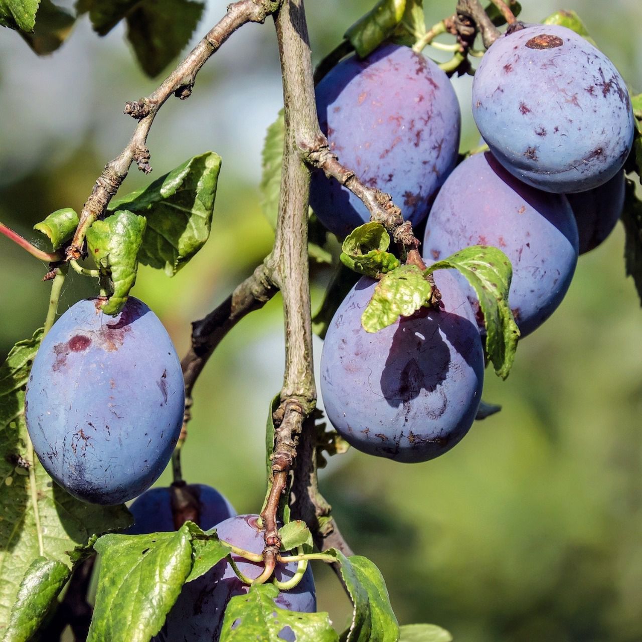 Prunier Quetsche d'Alsace / d'Allemagne - Natureetverger