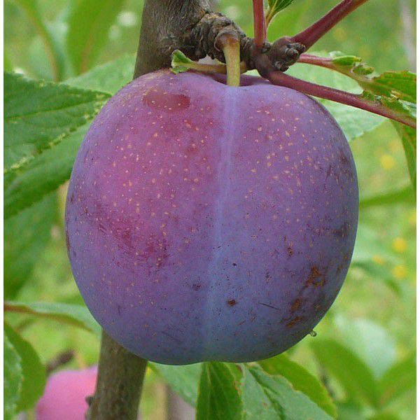 Prunier Anna Spath - Natureetverger